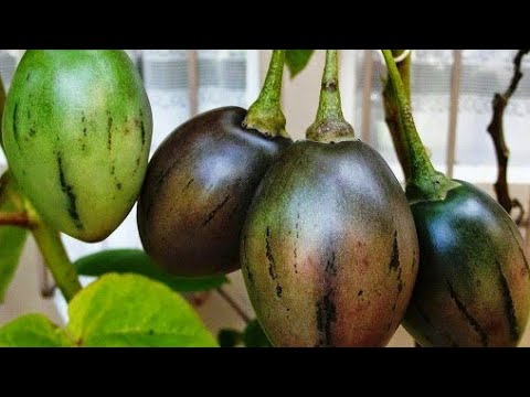 AKAMARO KO KURYA IBINYOMORO BURYA NGO BYAGUFASHA KUGABANYA UMUBYIBIHO ...