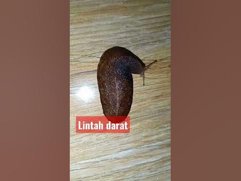 lintah darat - YouTube