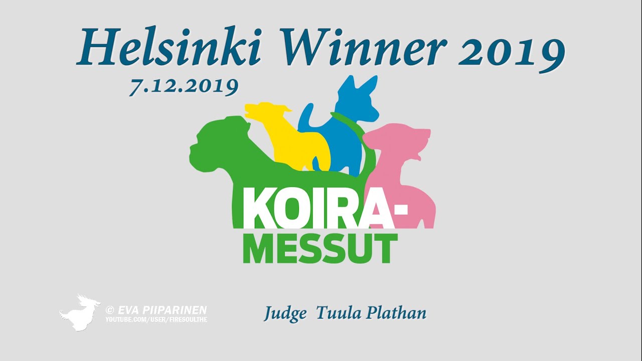 Helsinki Winner -19 Afghan Hounds - YouTube
