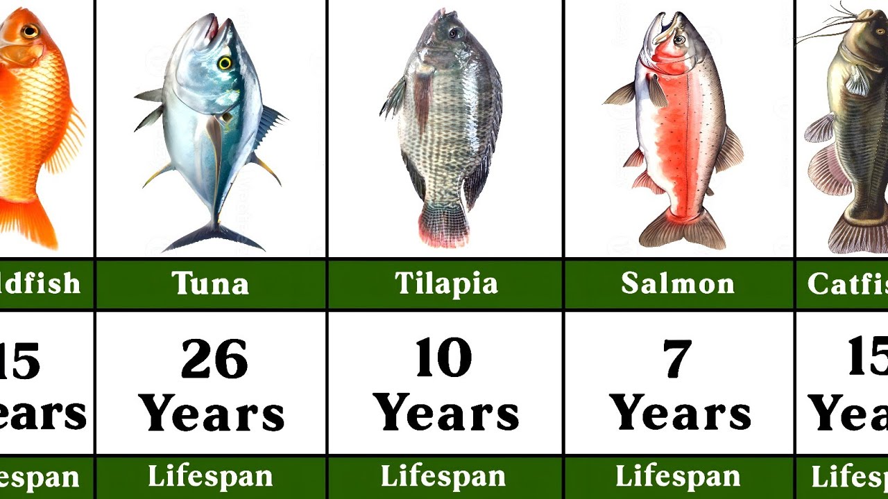 Comparison: Lifespan of Different Fishes - YouTube
