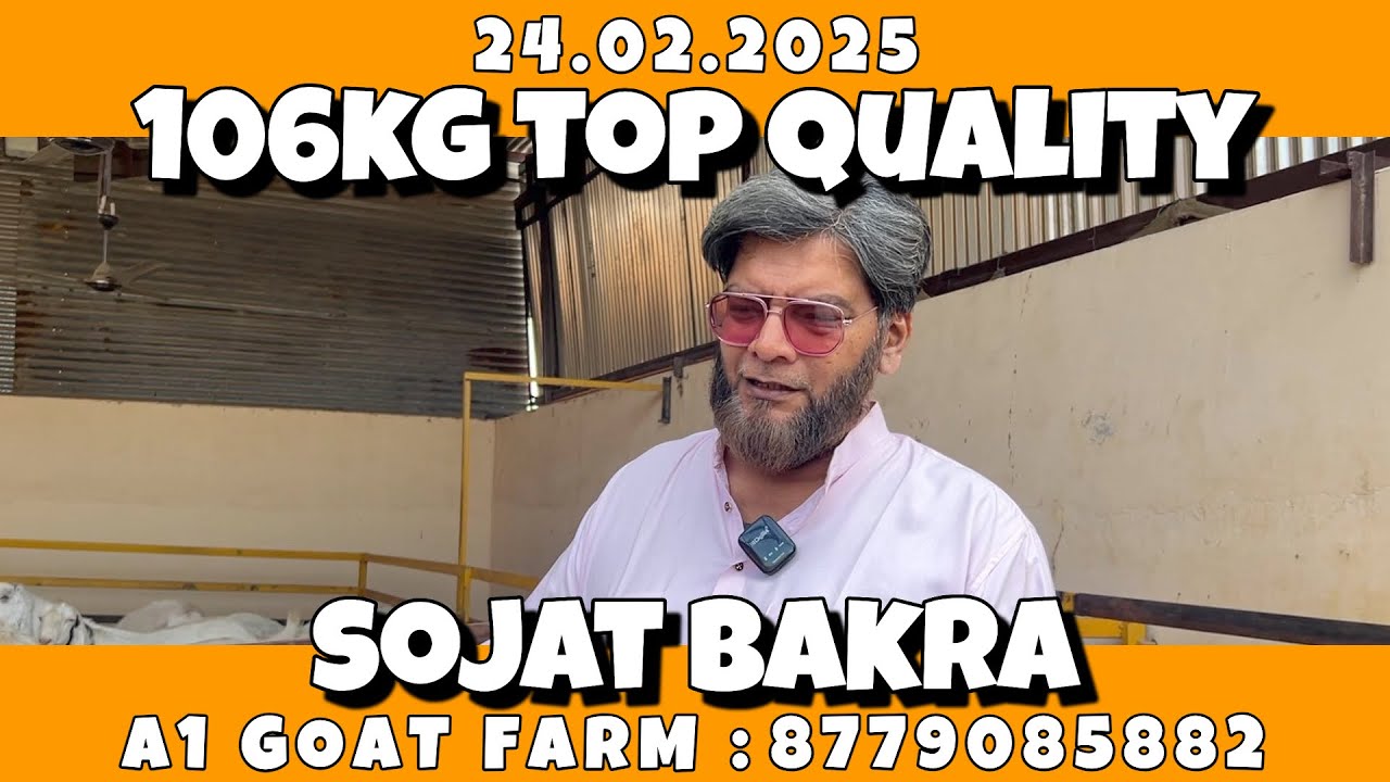106kg Top Quality Sojat Bakra | Best Bakra Farm | Bakrid Goat Farm ...