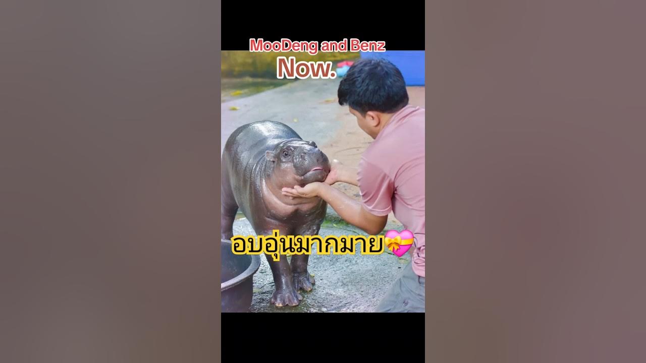 หมูเด้ง&เบนซ์ ภาพไวรัลชุดที่สองแห่งปี💖#moodeng #hippo #khaokheowopenzoo @khamoo.andthegang - YouTube