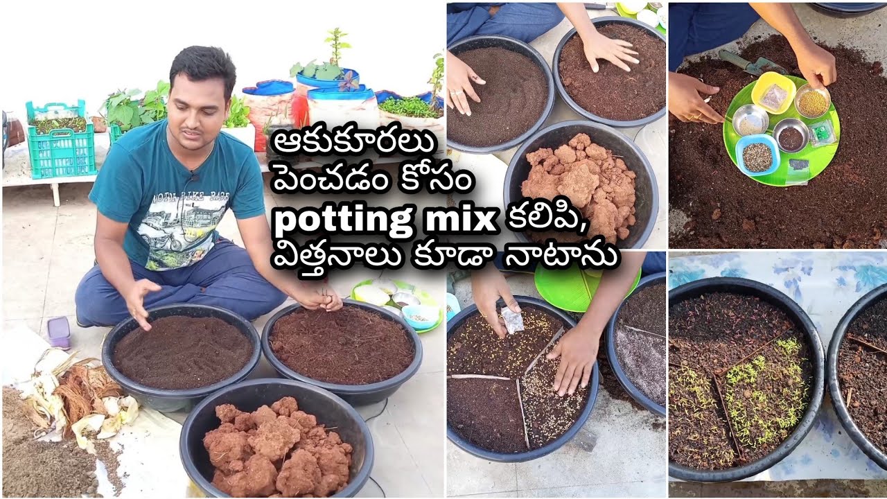 Ideal potting mix for leafy vegetables, How to sow leafy veggie seeds ...