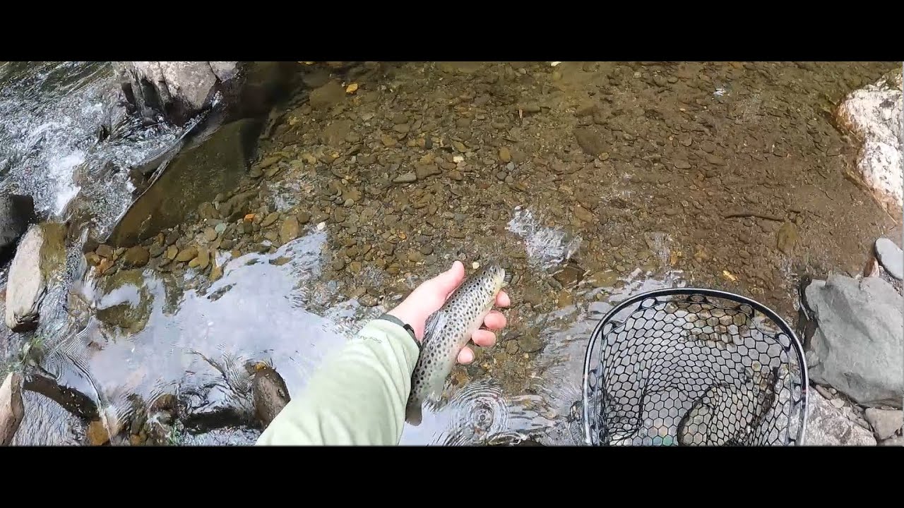 BIG DRY FLY EAT!!! Fishing Pressured Trout! - YouTube