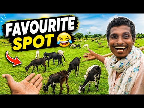 இந்த இடம் ஆடுகளோட favourite spot ஆயிடுச்சு 😂