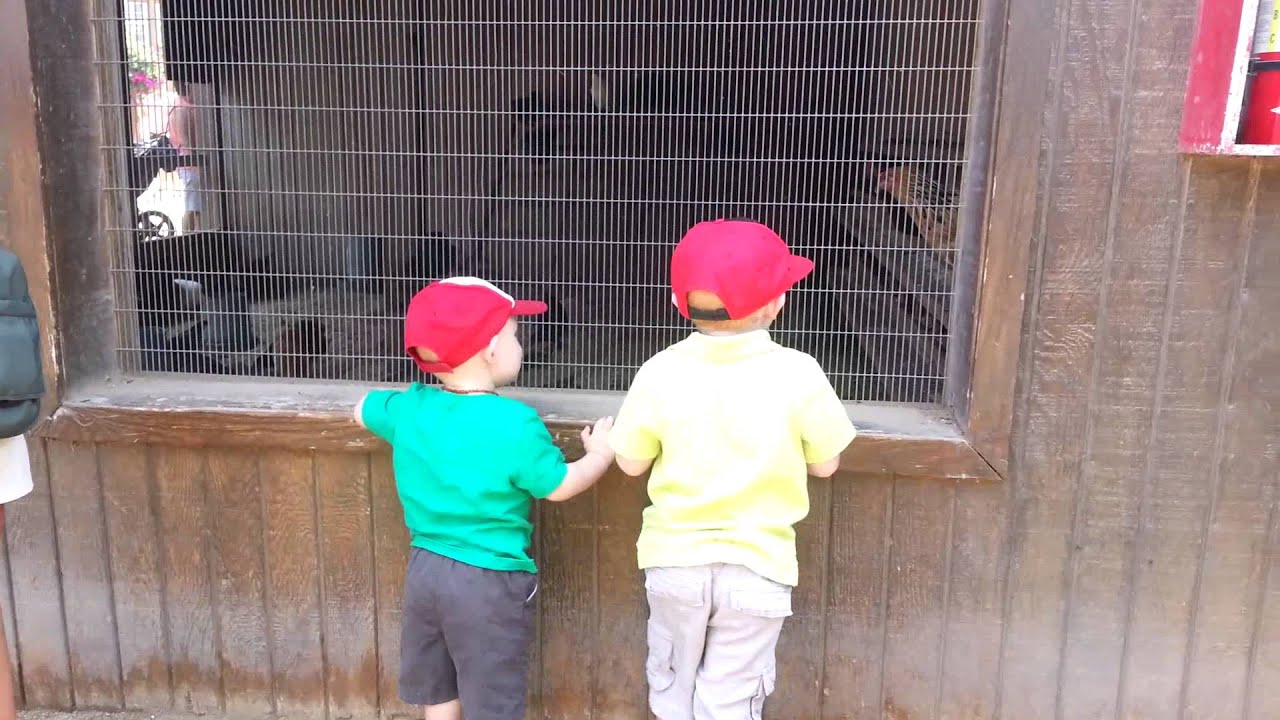 Animals at the Orange County Fair 2014 - YouTube