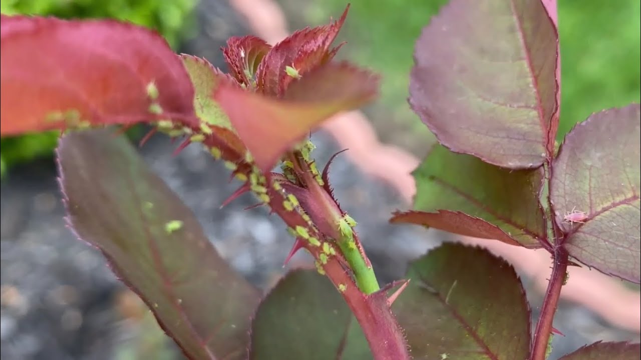 How to get rid of aphids on roses. - YouTube