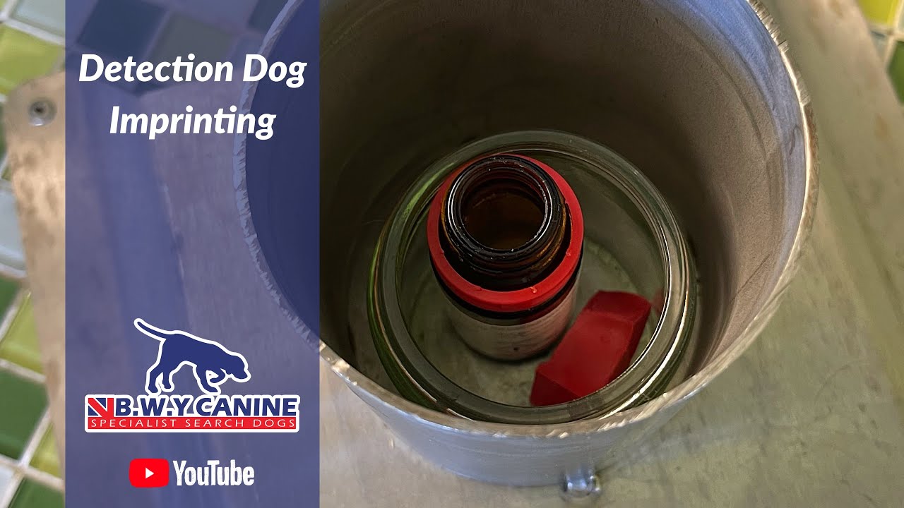 Detection Dog Imprinting - YouTube