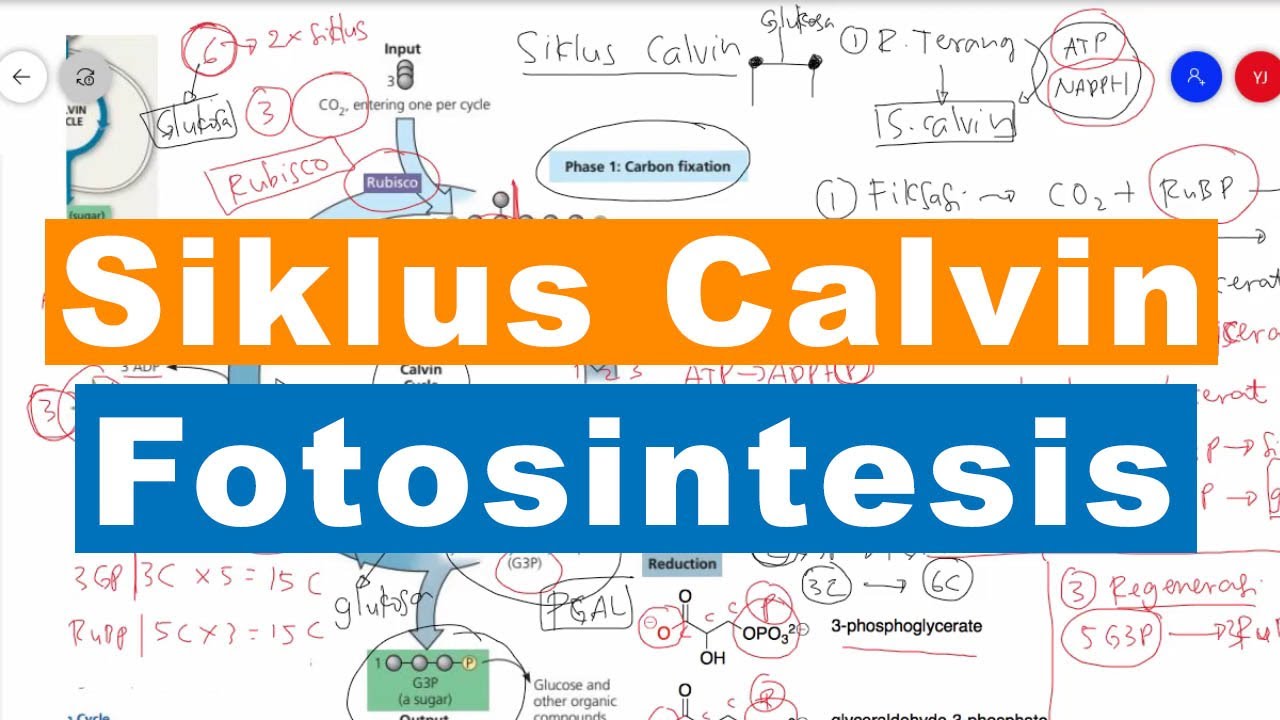 Siklus Calvin/Reaksi Gelap Fotosintesis Anabolisme Karbohidrat - YouTube