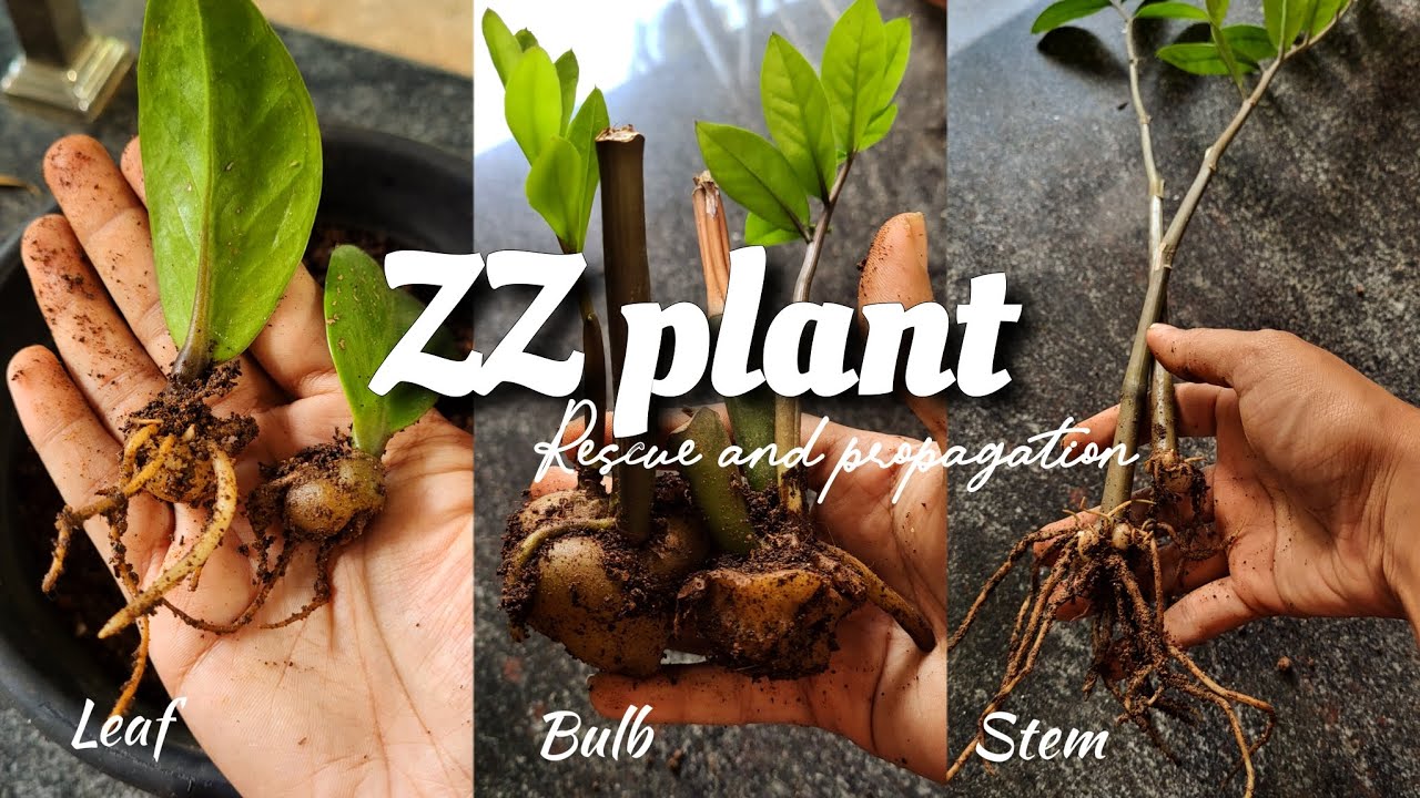 ZZ plant rescue and propagation!| ZZ plant propagation from leaf bulb ...