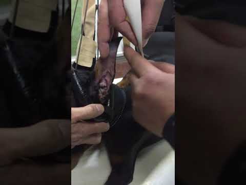 doberman kulak dikleştirme aparatı kullanımı