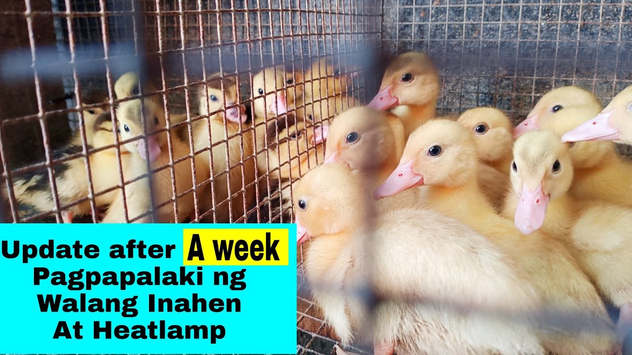 Naka survive ba lahat ng sisiw |Bibe Pato itik - YouTube