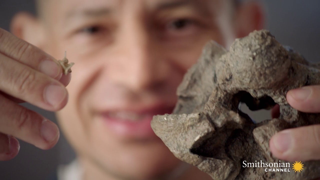 Meet the Researcher: Carlos Jaramillo - YouTube