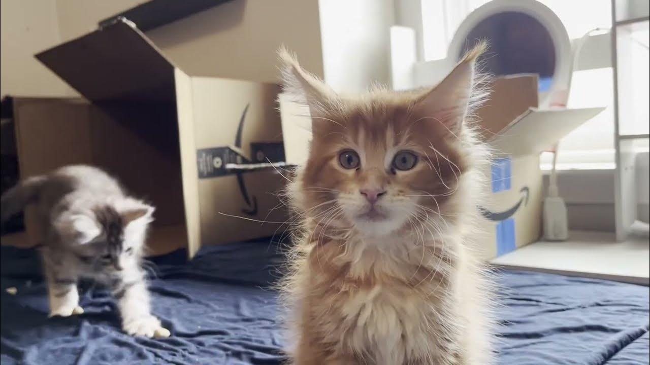 The Psychedelic Maine Coon Catnip Experience - #mainecoon #kitten #cat #smittenwithkittens #meep ...