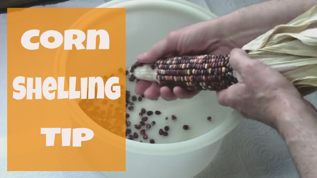 A Thumb Saving Corn Shelling Tip - Using What's Already On Hand. - YouTube