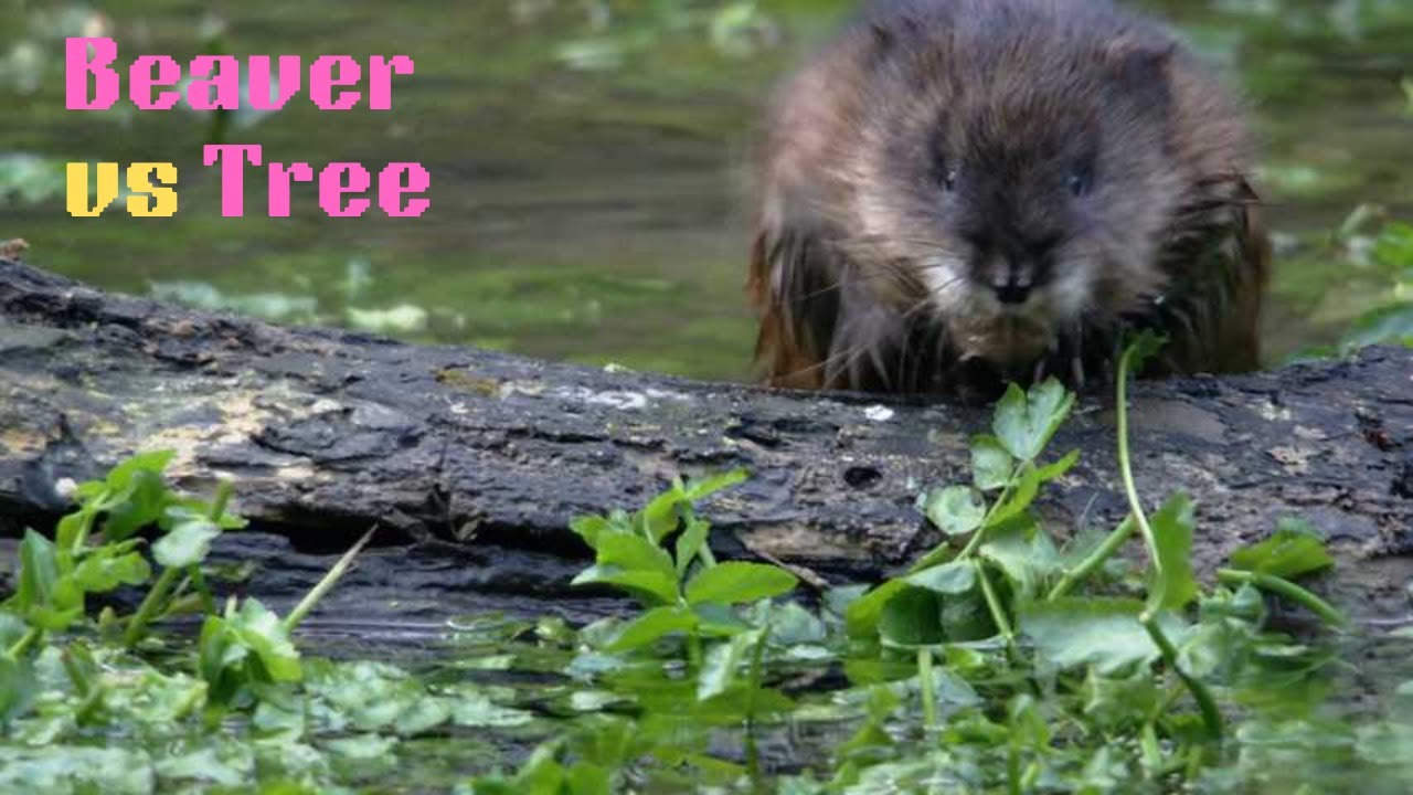 Beaver vs Tree #BeaverVsTree #WildlifeDocumentary #NatureShowdown # ...