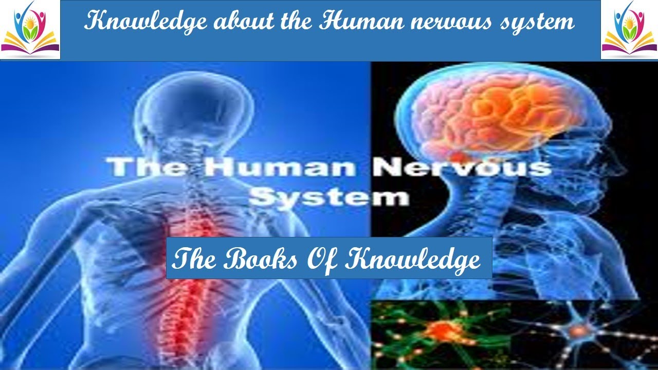 The human nervous system I Knowledge of the human nervous system ...