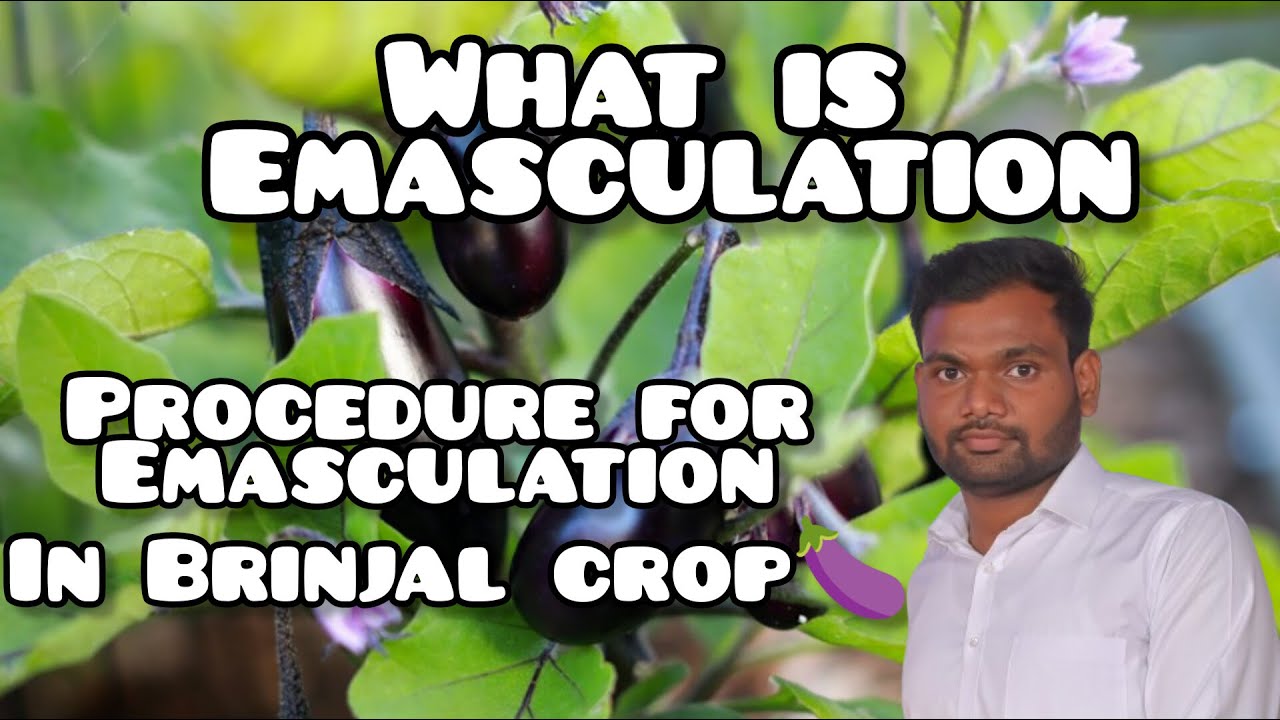 Emasculation and Bagging Techinc in Brinjal crop||Shiva Prasad ...