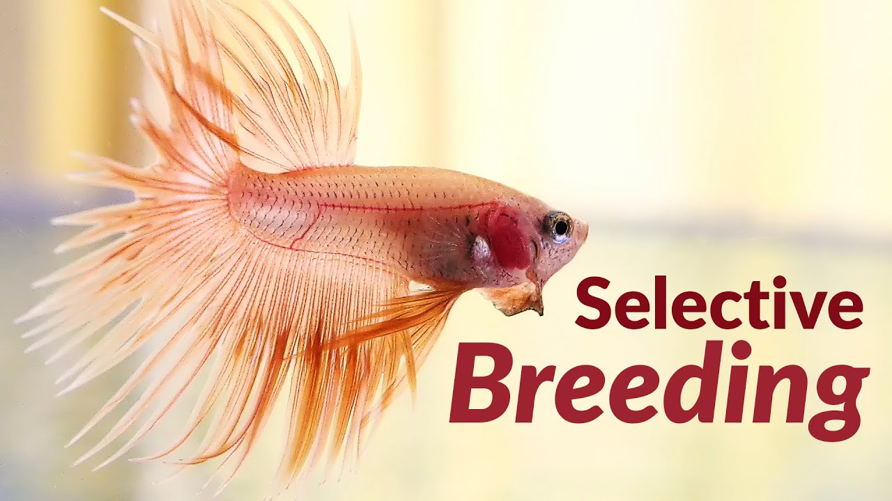 Get to Know More About Your Betta Fish: Selective Breeding and Its ...