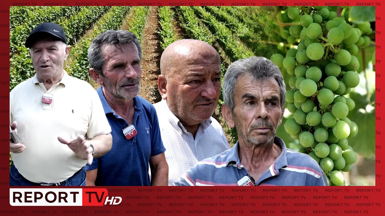 Vreshtat me rrush në Zall Herr l Veri jug - YouTube