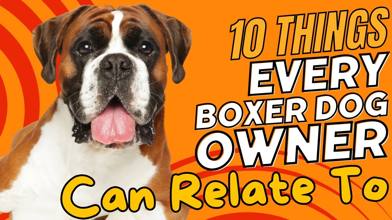 10 Things Every Boxer Dog Owner Can Relate To🐾 - YouTube