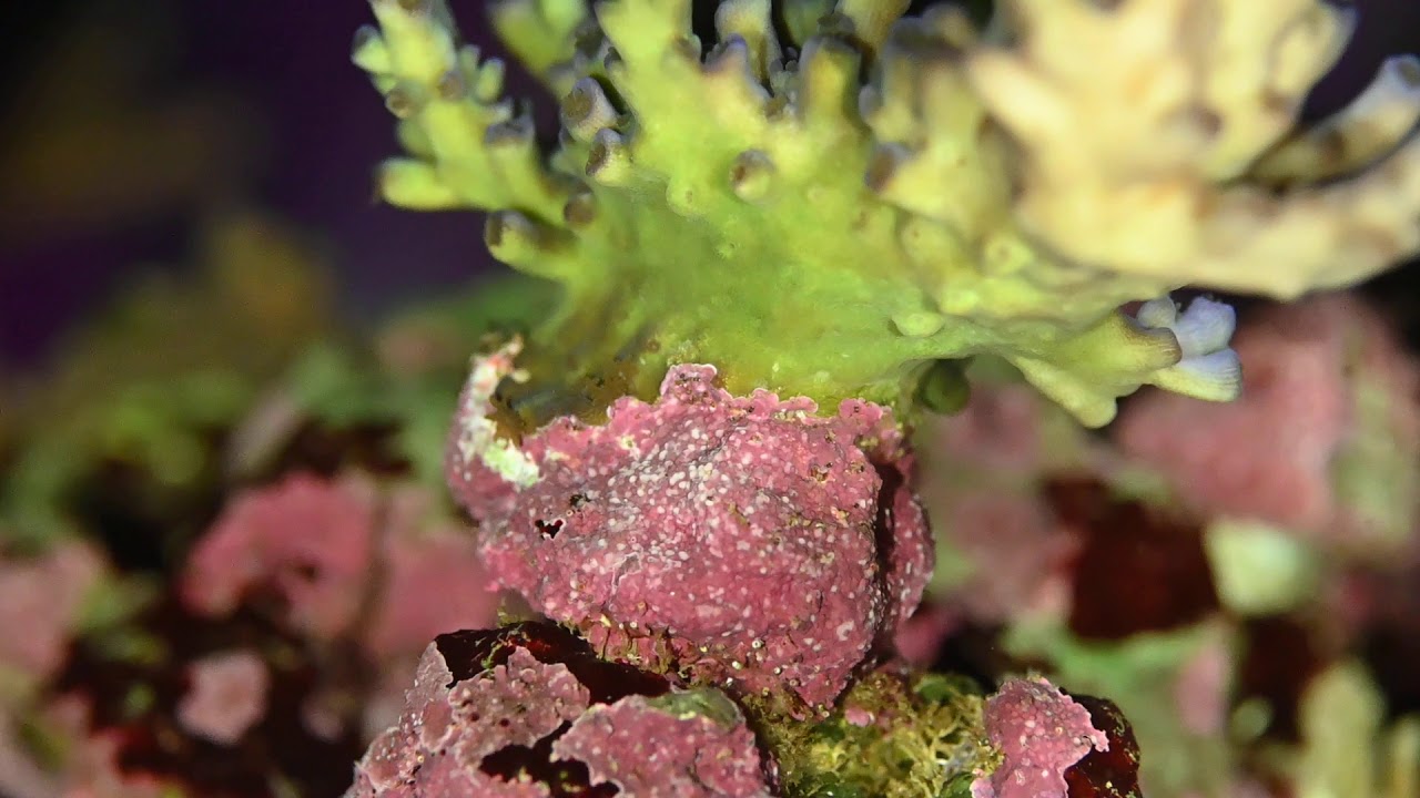 Acropora Black Bugs - YouTube