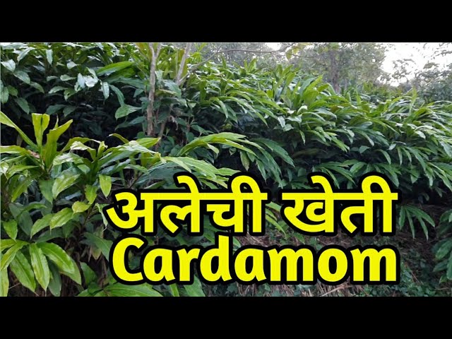 Green Cardamom Plant In Nepal