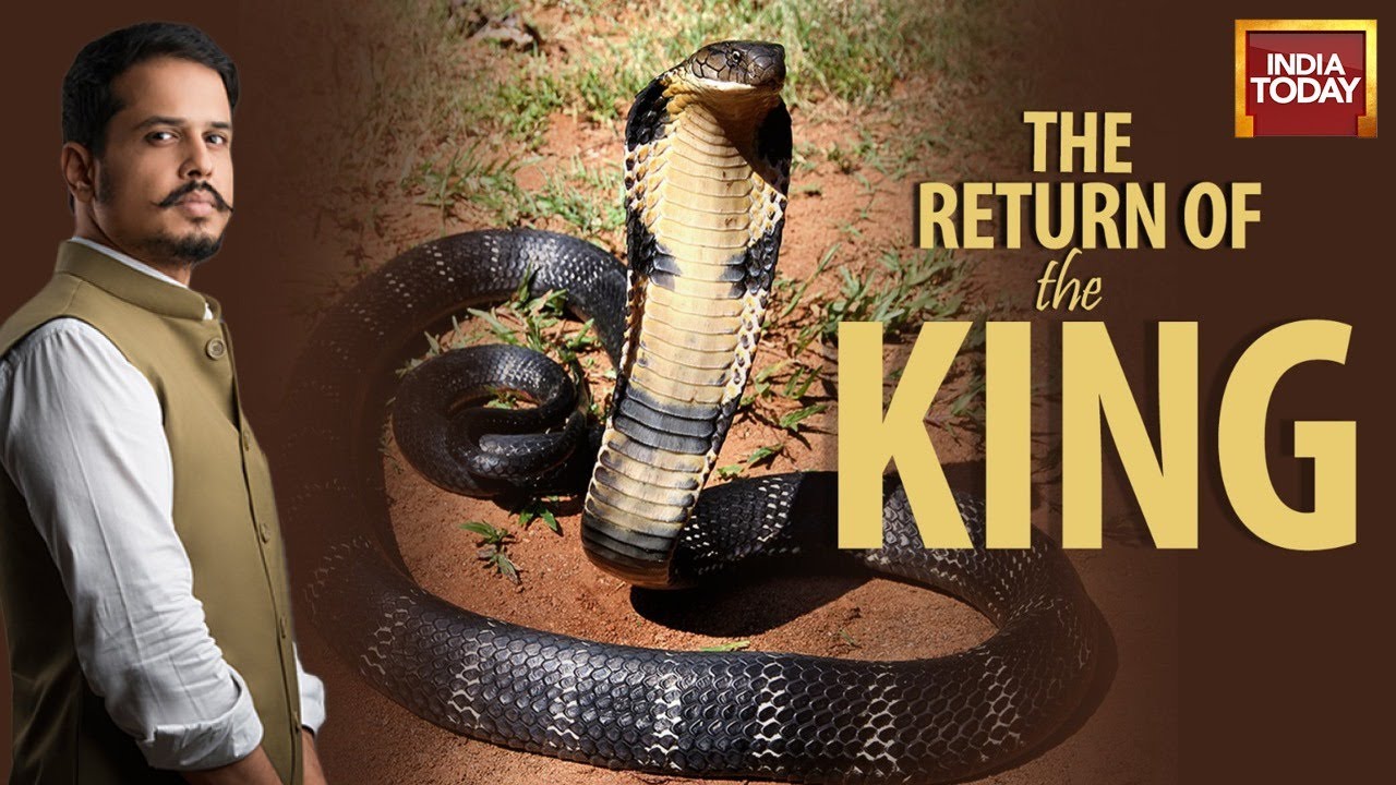 Agumbe Snakes