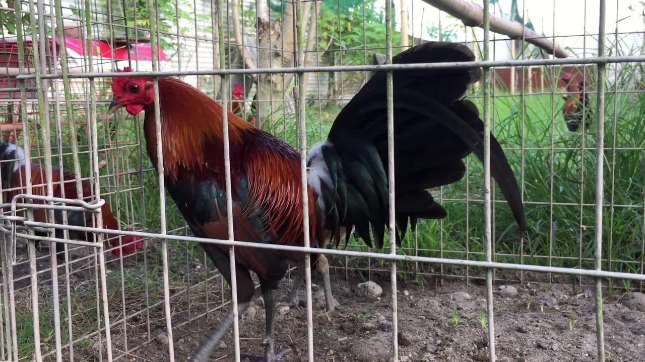 Mel sims hatch pea comb - YouTube