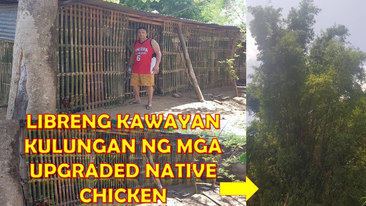 Libreng Kawayan sa Kulungan ng mga Upgraded Native Chicken - YouTube