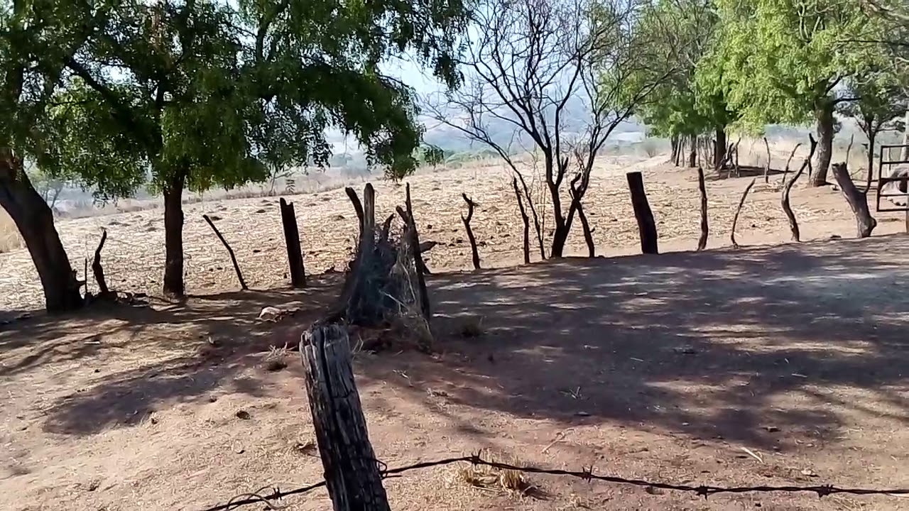 Como hacer producir un rancho - YouTube