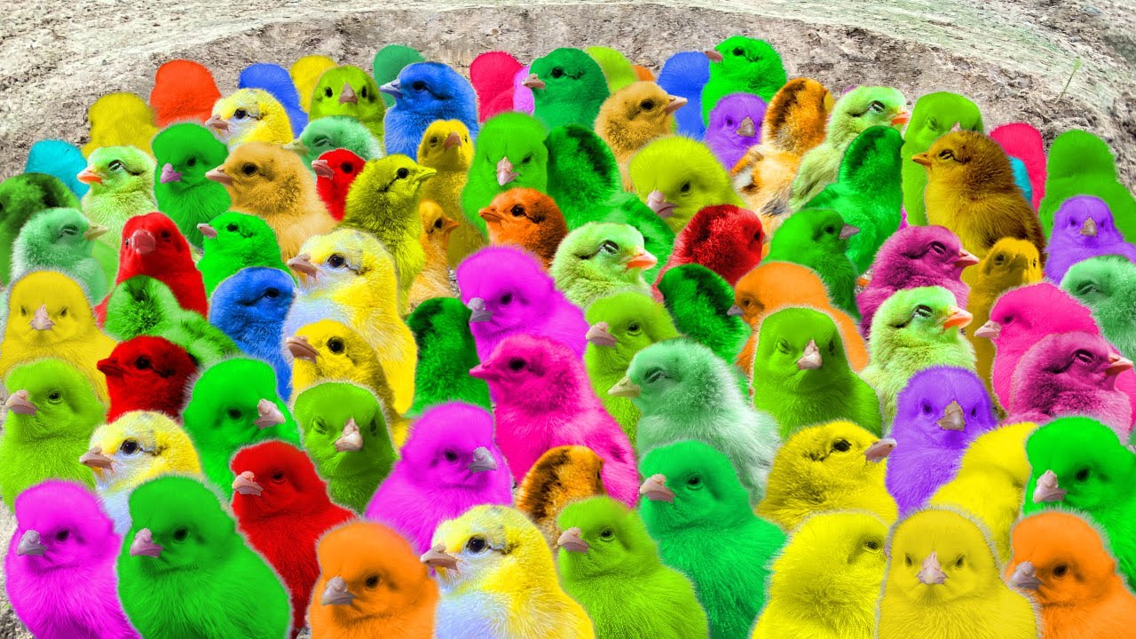 Catch cute chickens and ducks colorful ,multicolored chicken ,funny ...