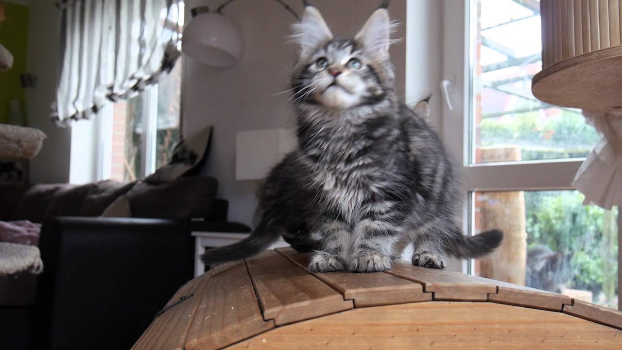 Maine Coon Kitten "SaskaKhan" - YouTube