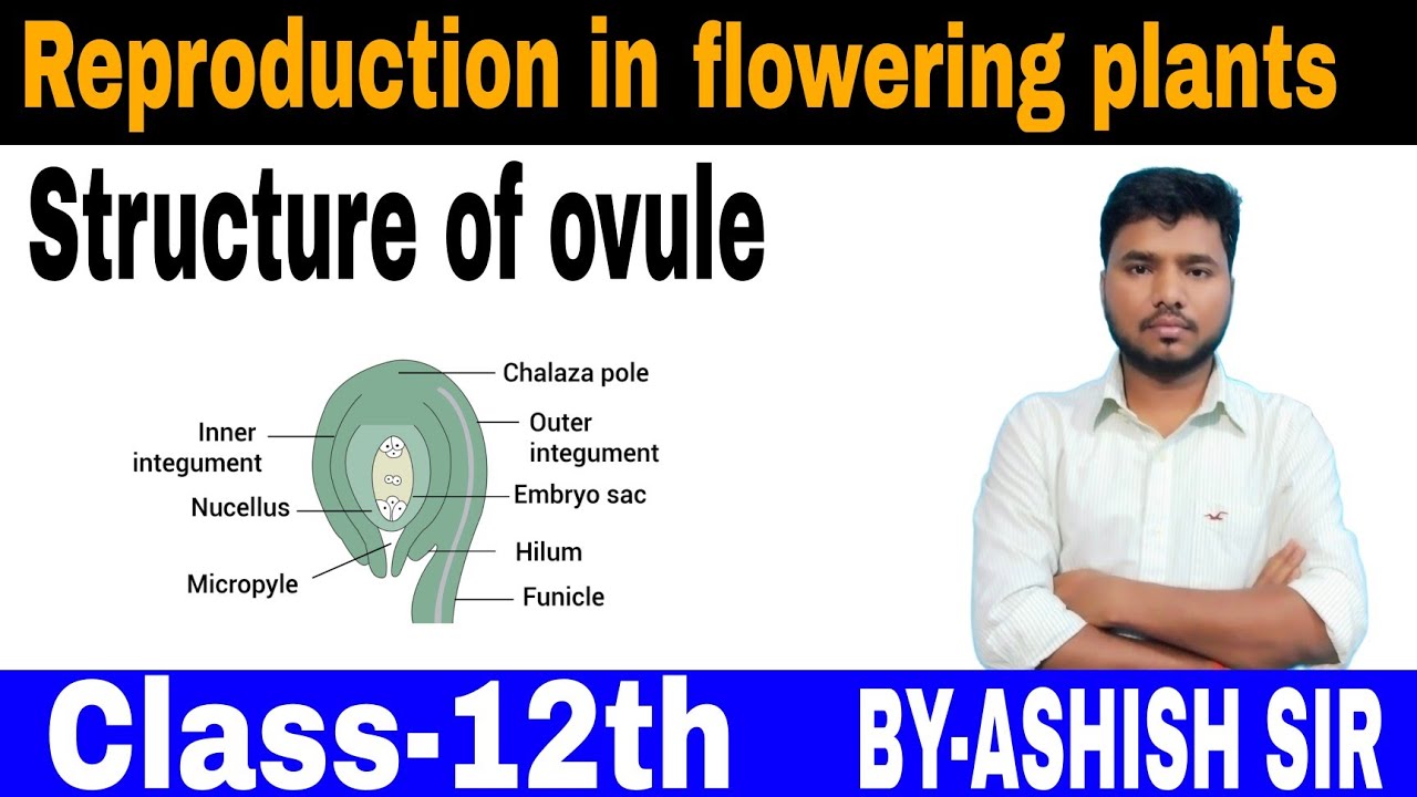 Reproduction in flowering plants|| structure of ovule for class-12th ...
