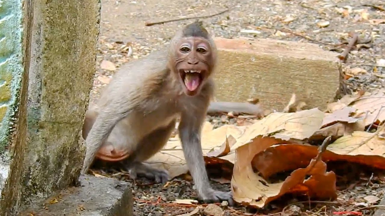 Heart-Break ! A Big Child Monkey Screaming Loudly, Cry Until Like This ...