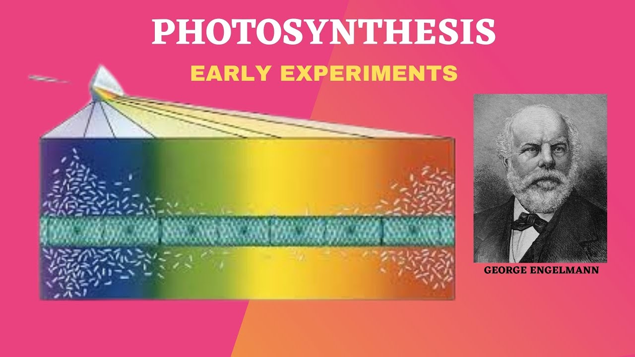 Photosynthesis, early experiments by Priestly, Engelman etc. - YouTube