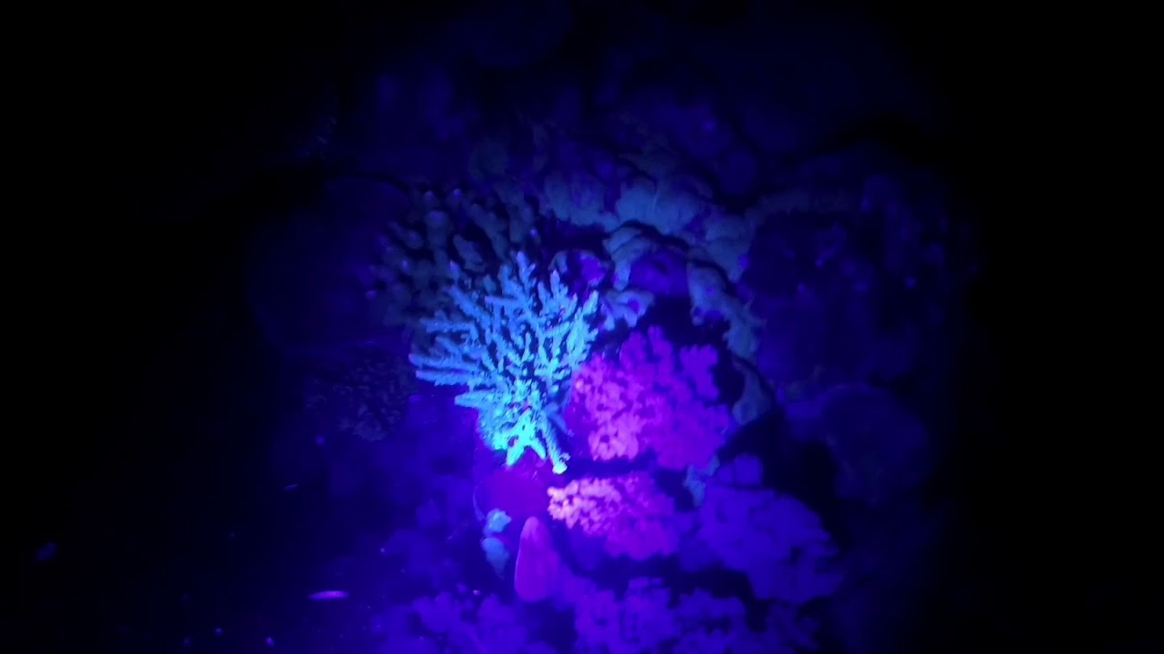 Fluo night dive in El Nido, Philippines - YouTube