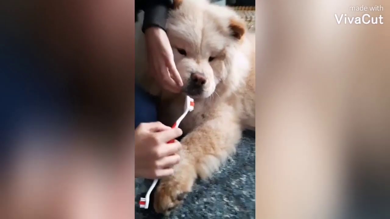 CHOW CHOW GETTING HIS TEETH BRUSHED - YouTube