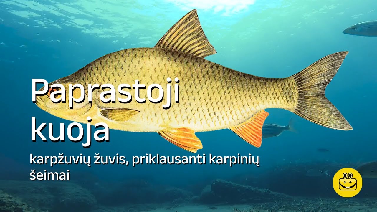 Paprastoji kuoja - YouTube