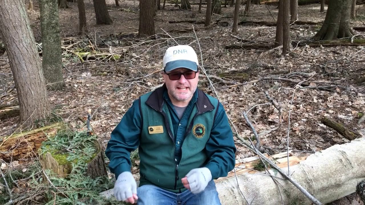 Tree Detective Invasive Species Edition-Hemlock Wooly Adelgid (HWA ...