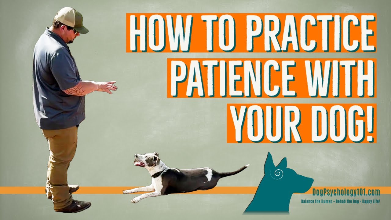 How to practice patience with your dog! - YouTube