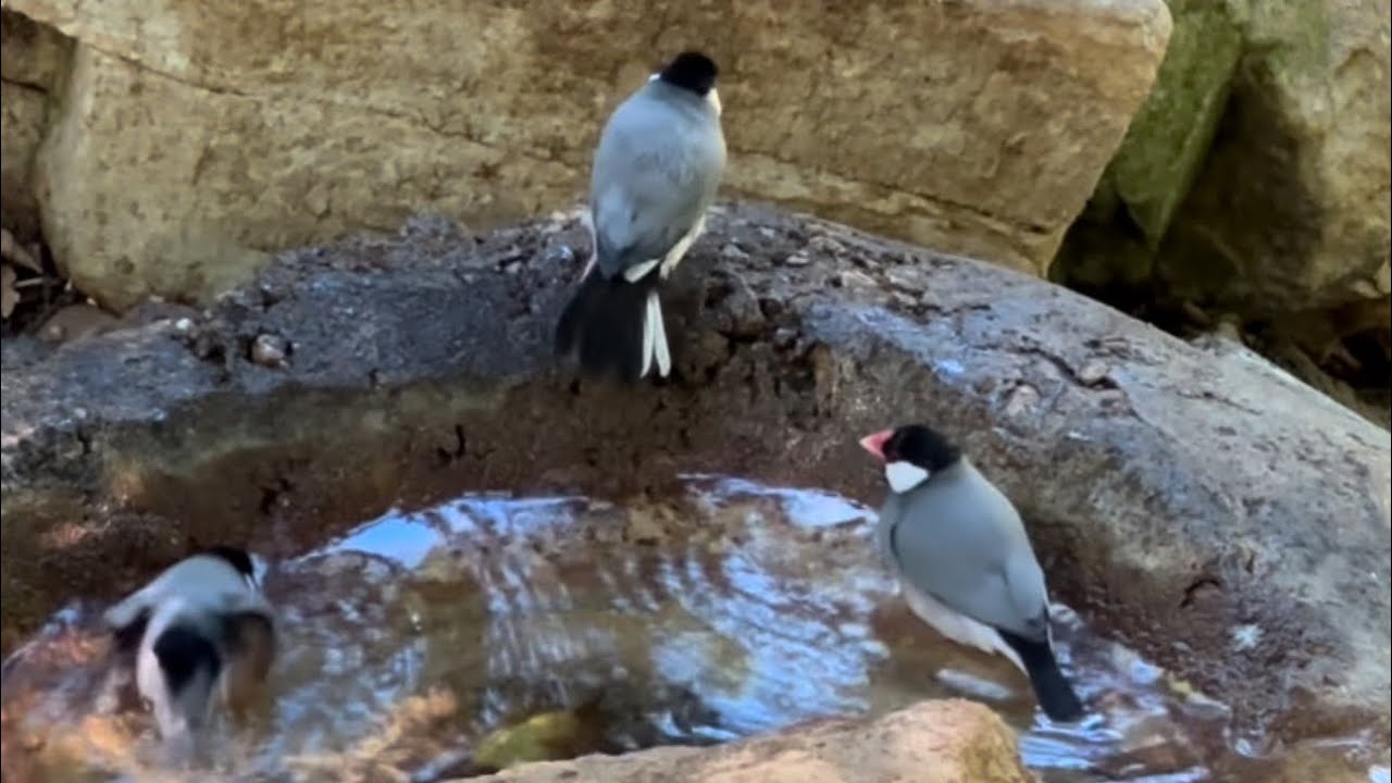 3 NATIVE INDONESIAN JAVA SPARROWS TAKING A BIRD BATH WASHING PLAYING & SPLASHING - YouTube