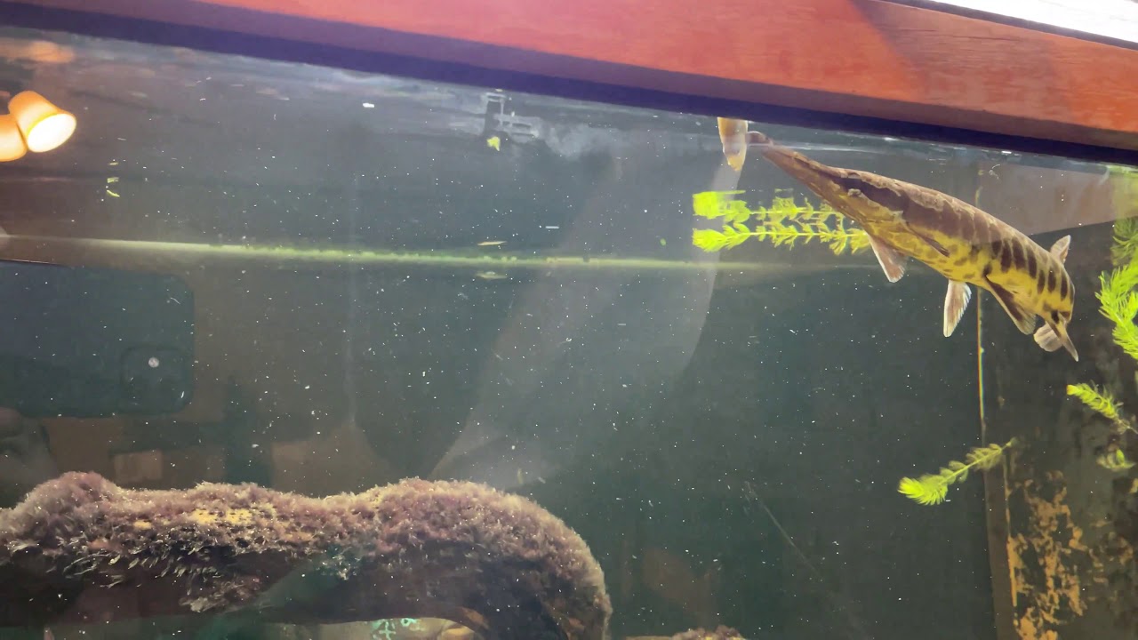 Hand Feeding Florida Gar - YouTube