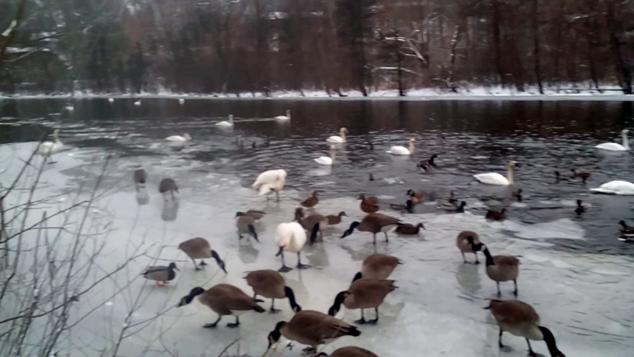 December 2016 Trumpeter Swans on the Huron River in Ann Arbor, Michigan ...