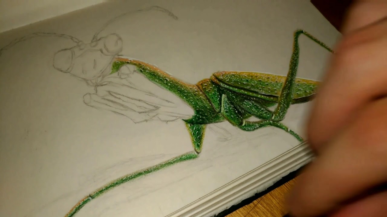 Praying mantis speed drawing - YouTube