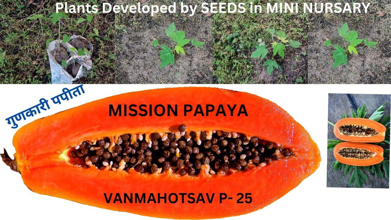 mission Papaya#wide range of health benefits of Papaya #गुणकारी पपीता # ...