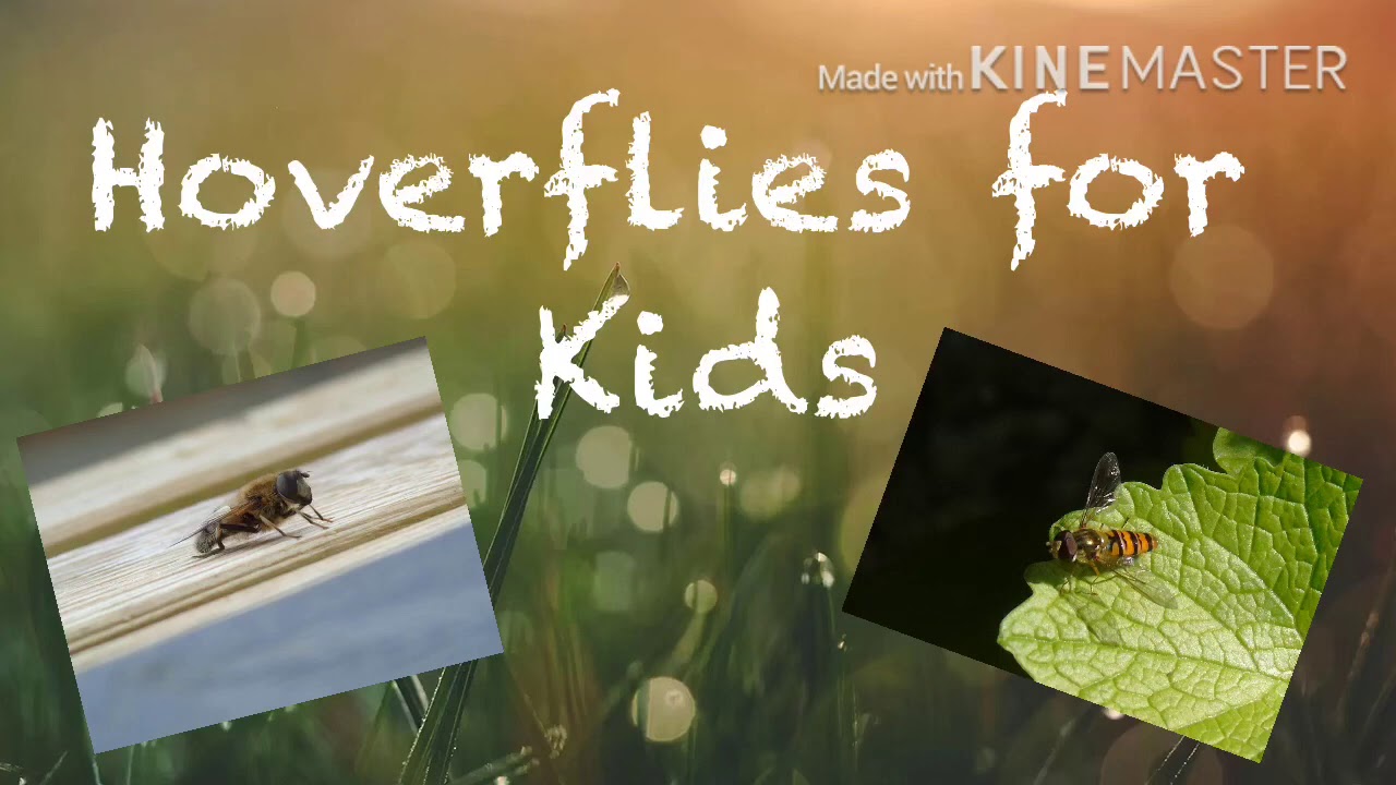 Kids guide to hoverflies - YouTube