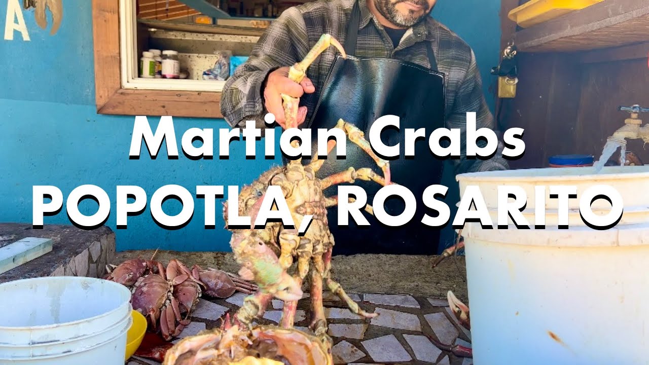 Rosarito Popotla - 🦀 Martian Crab and 🎣 Fishing Village Adventure - 4k ...