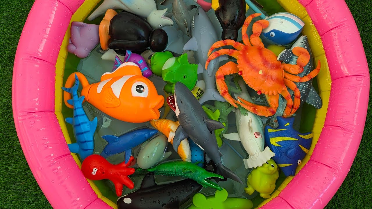 Learn Ocean Animals for Kids | Ocean Animal Names & Facts for Kids ...