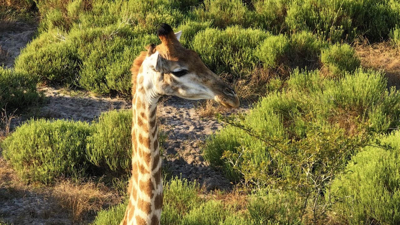 Giraffe Capture and GPS Tracking in Maputo National Park - YouTube